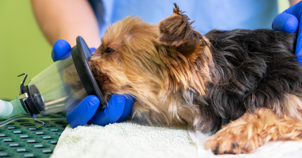 Antimicrobial discontinuation in dogs with acute aspiration pneumonia ...